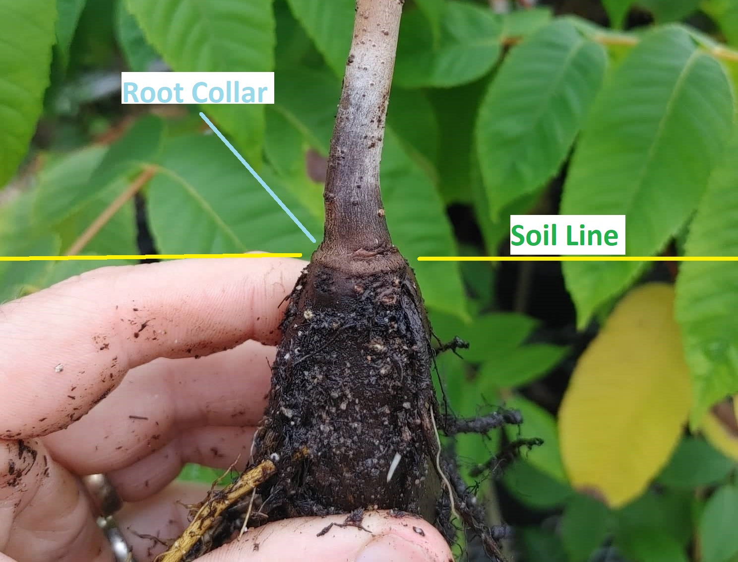 Planting Bare Root Seedlings Bareroot Plants & Trees A Step By Step