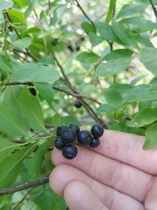 Liberty Tree Nursery
